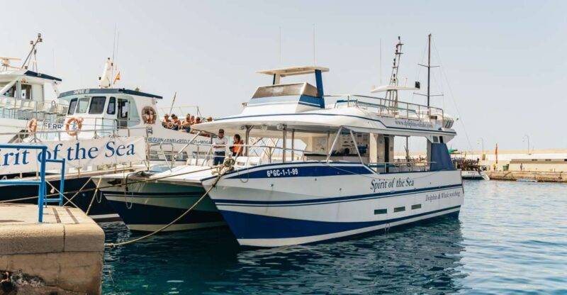 From Puerto Rico de Gran Canaria: Dolphin Watching Cruise - Frequently Asked Questions