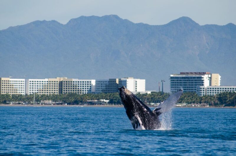 From Puerto Vallarta/Nuevo Vallarta: Whale Watching Cruise - An honest look at a popular whale watching experience in Jalisco