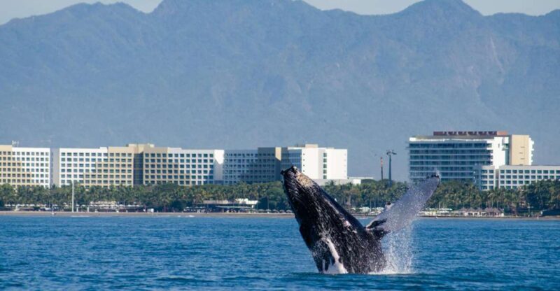 From Puerto Vallarta/Nuevo Vallarta: Whale Watching Cruise - Authentic Experiences from Travelers