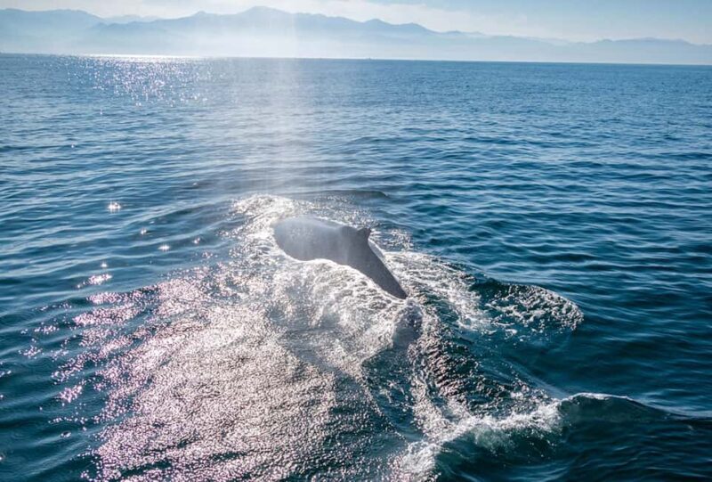 From Puerto Vallarta/Nuevo Vallarta: Whale Watching Cruise - Who Will Love This Tour?