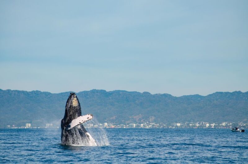 From Puerto Vallarta/Nuevo Vallarta: Whale Watching Cruise - FAQs