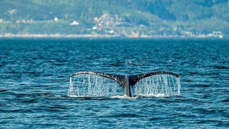 From Quebec City: Whale Watching Excursion Full-Day Trip - Introduction
