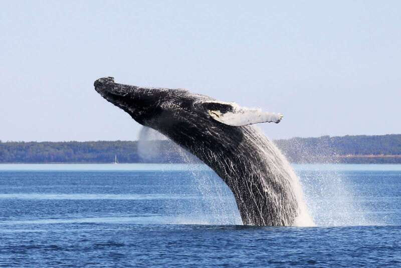From Quebec City: Whale Watching Excursion Full-Day Trip - The Marine Park and Whale Watching Options