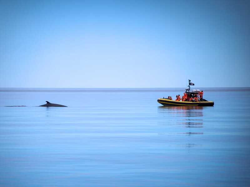From Quebec City: Whale Watching Excursion Full-Day Trip - Why This Tour Is a Good Choice