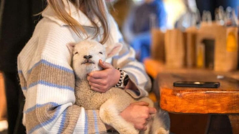 From Queenstown: Coach, Farm Tour & Milford Nature Cruise - From Queenstown: Coach, Farm Tour & Milford Nature Cruise — A Detailed Review