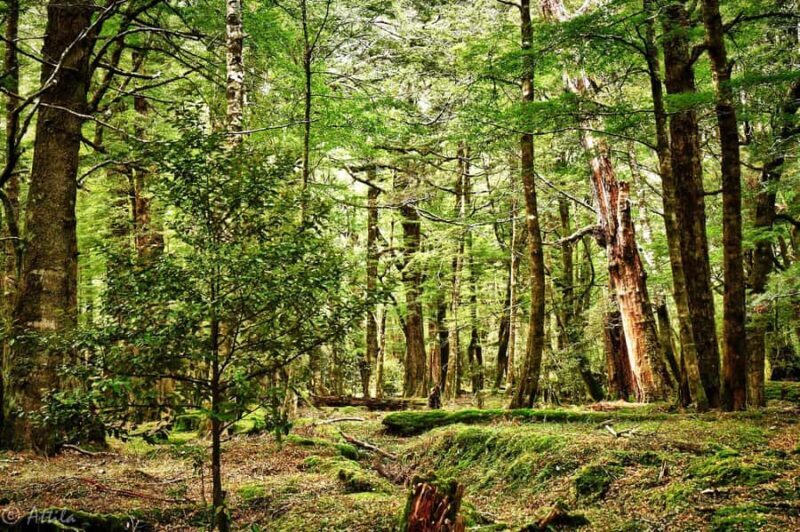 From Queenstown: Lord Of The Rings Tour to Glenorchy - FAQs