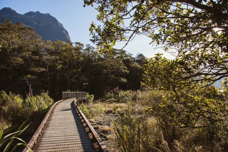 From Queenstown: Milford Sound Scenic Flight & Nature Tour - Who Is This Tour Best Suited For?