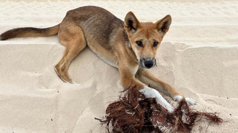 From Rainbow Beach: K'gari (Fraser Island) Full-Day Tour - The Sum Up