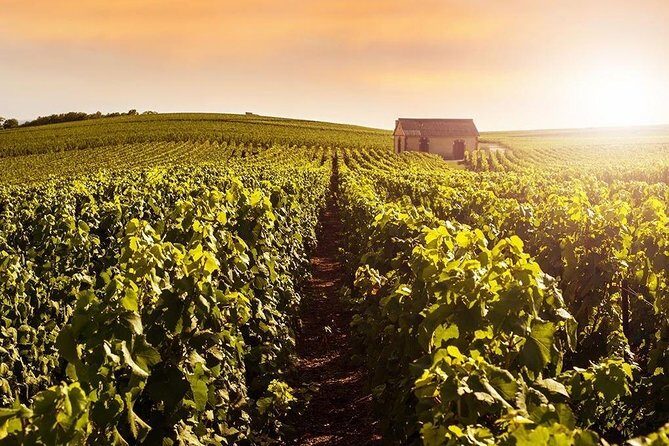 From Reims Champagne Day Trip Veuve Clicquot Local Domain & Lunch - Final Thoughts