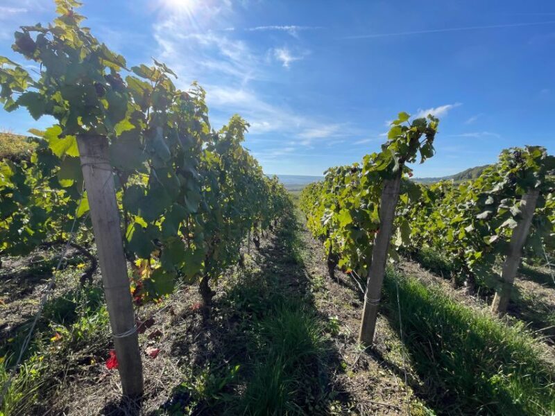 From Reims/Epernay: Champagne half-day tour (small group) - A Deep Dive into the Tour Experience