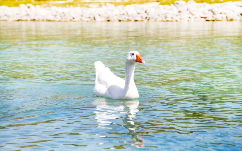 From Rethymno: Kournas Lake, Argyroupolis Springs & Beach - FAQ