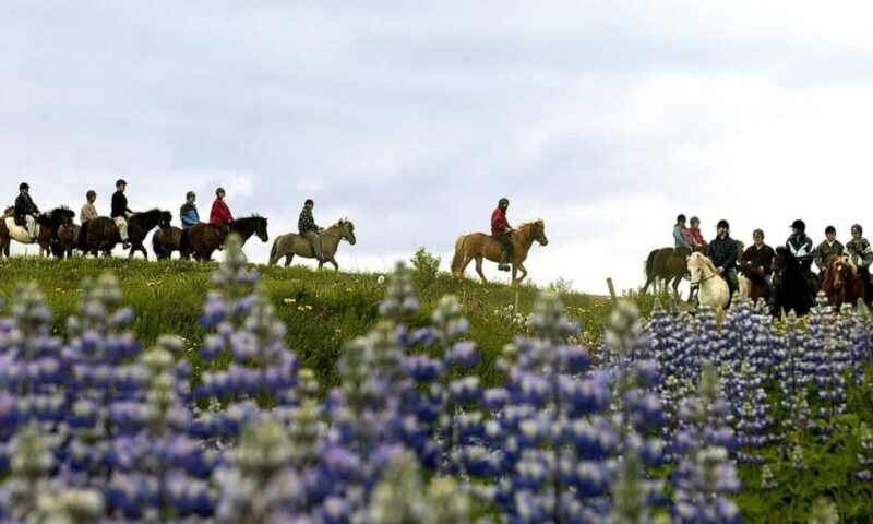 From Reykjavík: Full-day Golden Circle & Horse Riding Tour - Valuable Insights from Reviews