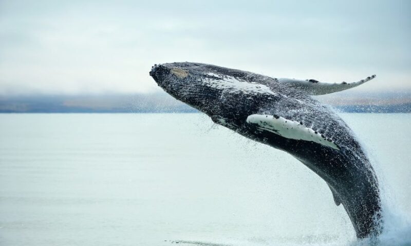 From Reykjavik: Full Day Whale Watching & Golden Circle Tour - Who Is This Tour Perfect For?