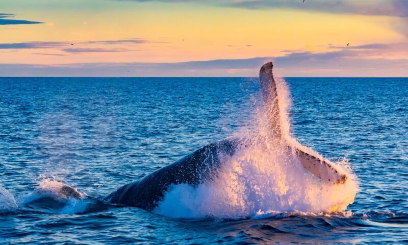 From Reykjavik: Full Day Whale Watching & Golden Circle Tour - The Sum Up