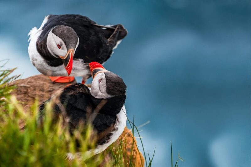From Reykjavik: Puffin and Volcano Tour in Westman Islands - Skansinn: History Meets Natural Beauty