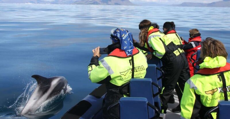 From Reykjavik: Whale Watching Tour by Speedboat - Introduction