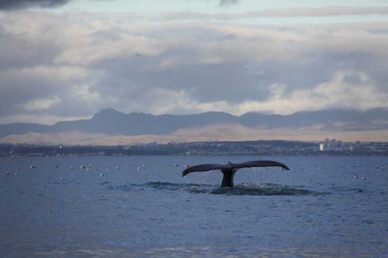 From Reykjavik: Whale Watching Tour by Speedboat - Who Should Consider This Tour?