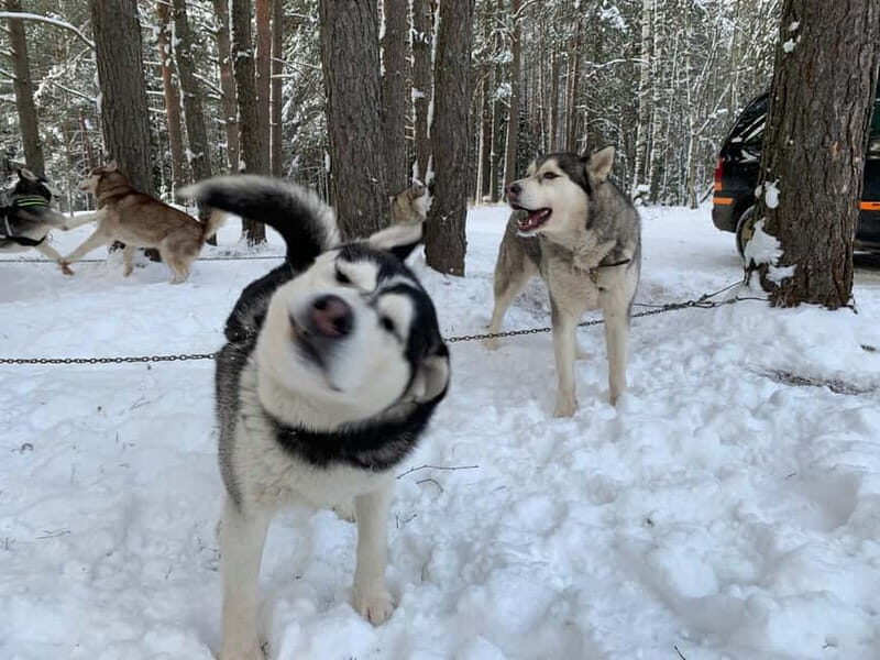 From Riga: Husky Sledding or Wheel Kart Tour - The Sum Up
