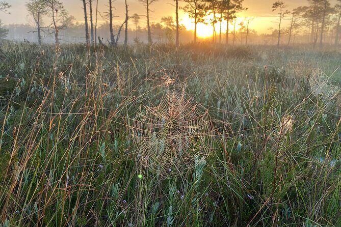 From Riga: Kemeri Bog Boardwalk and Jurmala Seaside - Transportation and Overall Experience