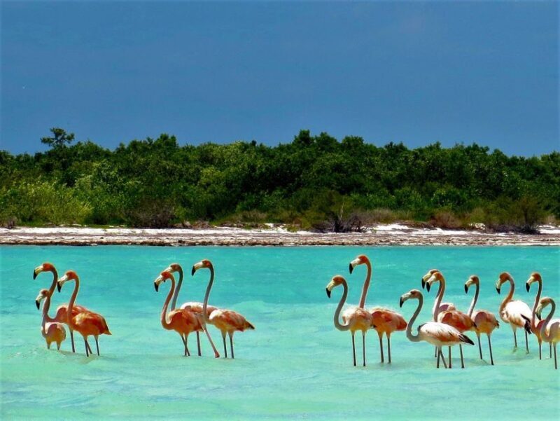 From Riviera Maya: Holbox Full-Day Tour with Lunch - Yalahau Cenote: Nature’s Refreshment