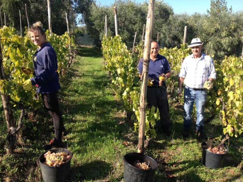 From Rome: Half-Day Frascati Wine Tour with Farmhouse Lunch - Key Points