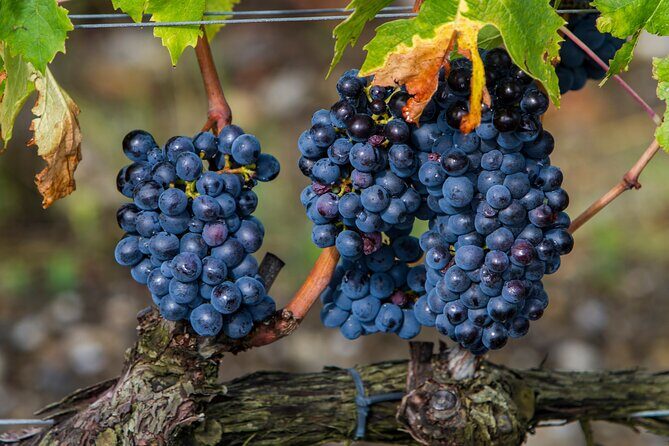 from Rome Montepulciano and Montalcino, the Wine Routes - An In-Depth Look at the Itinerary