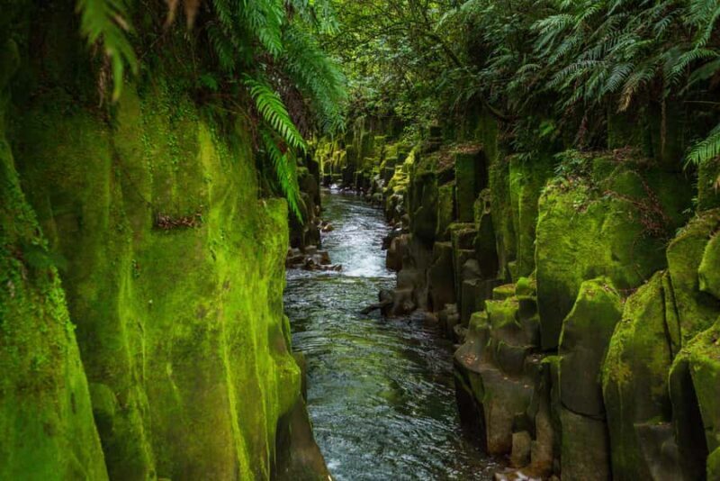 From Rotorua: Whirinaki Rainforest Guided Cultural Tour - Introduction: An Authentic Encounter with Nature and Maori Culture