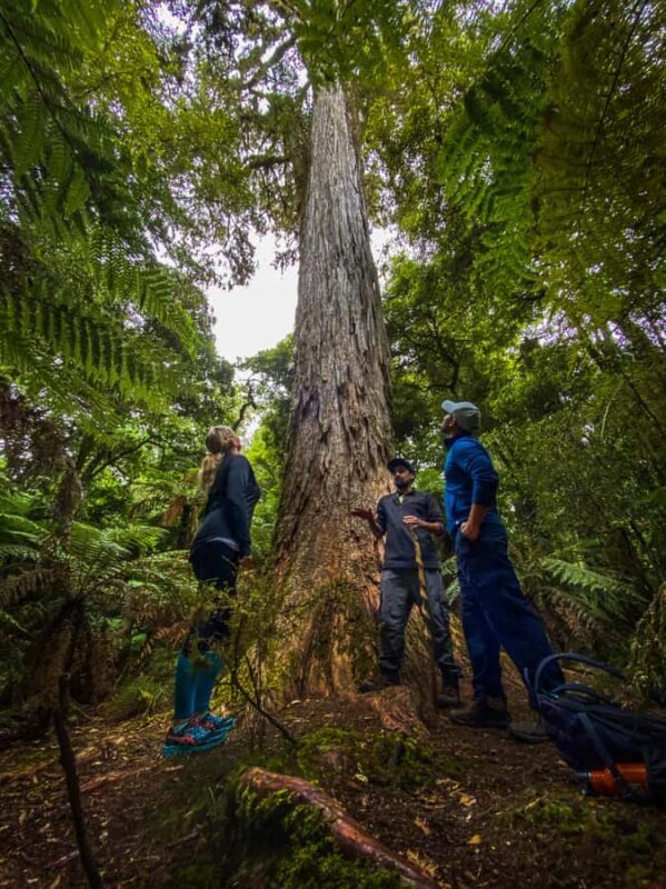 From Rotorua: Whirinaki Rainforest Guided Cultural Tour - Key Points