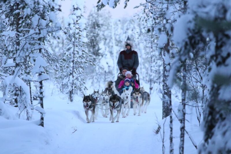 From Rovaniemi: 5km passenger Husky Sleigh Ride - Introduction to the Husky Sled Experience in Rovaniemi