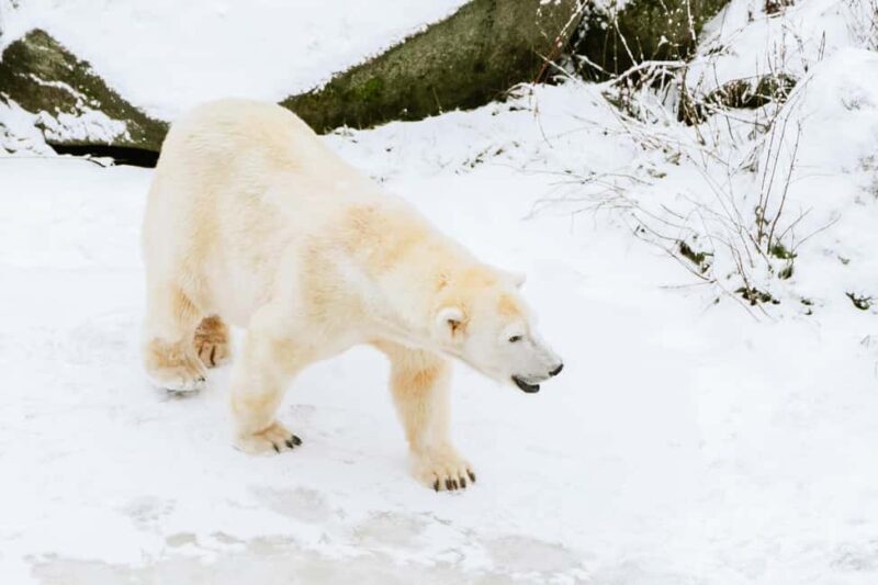 From Rovaniemi: Family Friendly Visit to Ranua Wildlife Park - An In-Depth Look at the Experience