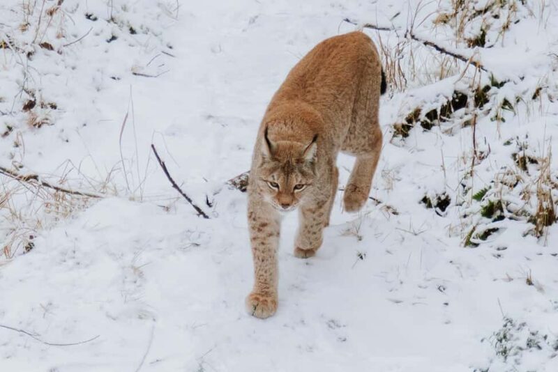 From Rovaniemi: Family Friendly Visit to Ranua Wildlife Park - Practical Tips for Your Trip