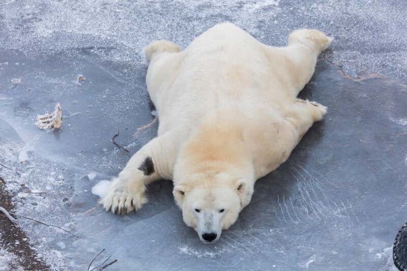 From Rovaniemi: Family Friendly Visit to Ranua Wildlife Park - Who Should Consider This Tour?