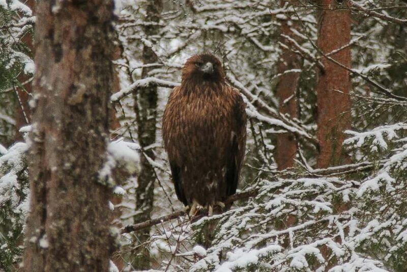 From Rovaniemi: Family Friendly Visit to Ranua Wildlife Park - FAQs