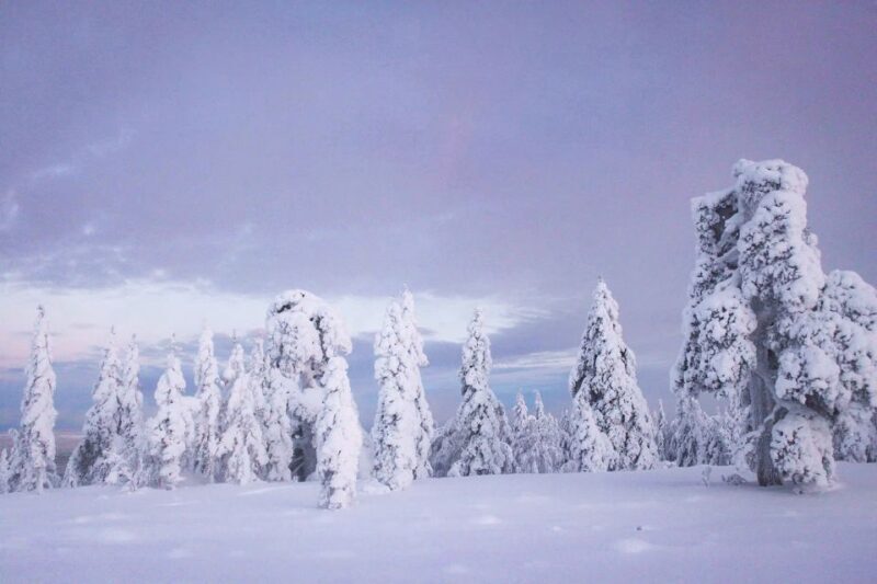 From Rovaniemi: Guided Lapland Snowmobile Adventure - Who Will Love This Experience?
