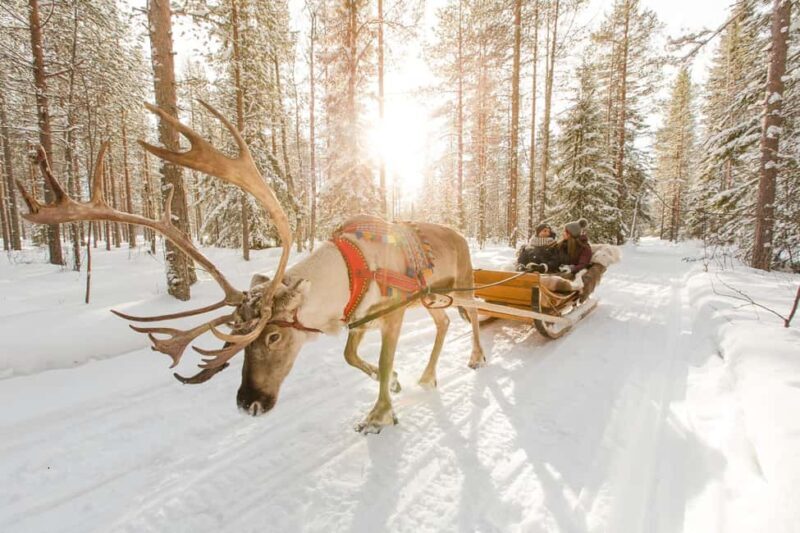 From Rovaniemi: Reindeer Farm Visit with Sleigh Ride - The Sum Up