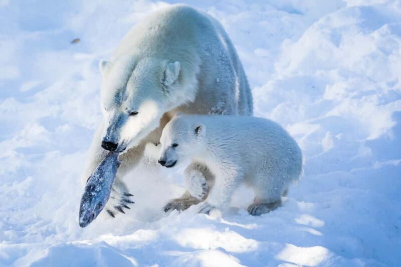 From Rovaniemi: Visit Wildlife Park in Ranua - An In-Depth Look at the Ranua Wildlife Park Tour