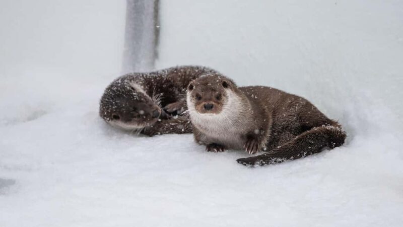 From Rovaniemi: Visit Wildlife Park in Ranua - FAQ