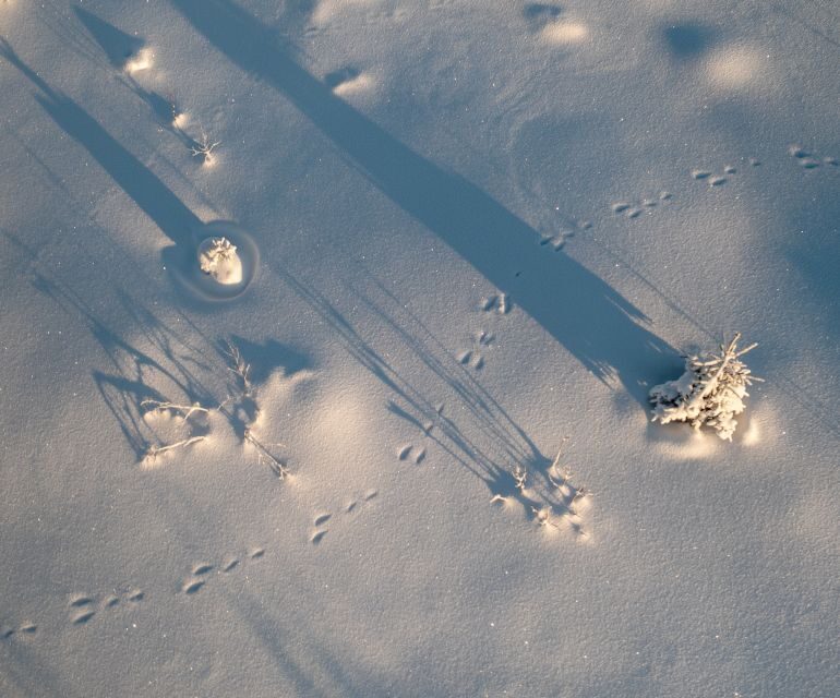 From Rovaniemi: Winter Wonderland Hike with a Hot Drink - Key Points