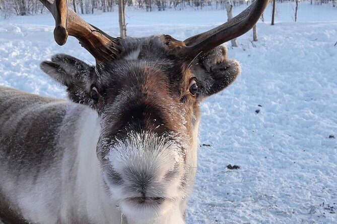 From Saariselkä: Ice Fishing Tour to Lake Inari, reindeers &lunch - Final Thoughts