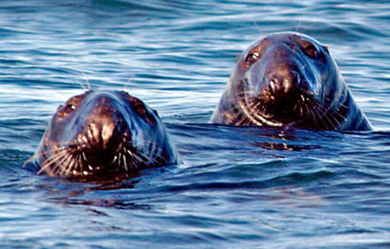 From Saint John: Saint Andrews Whale Watching Tour - Key Points