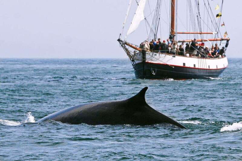 From Saint John: Saint Andrews Whale Watching Tour - An In-Depth Look at the Saint Andrews Whale Watching Tour