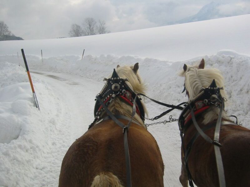 From Salzburg Romantic Carriage Ride through the Countryside - Who Will Love This Tour?