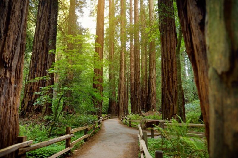 From San Francisco: Guided Muir Woods Excursion - FAQs