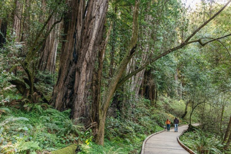 From San Francisco: Guided Muir Woods Tour - Practical Tips for Travelers