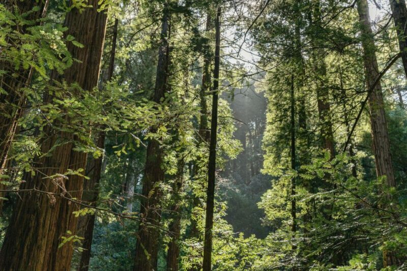 From San Francisco: Guided Muir Woods Tour - Who is This Tour Best For?