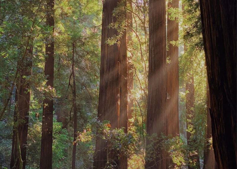 From San Francisco: Muir Woods & 3 Wineries in Napa & Sonoma - FAQs