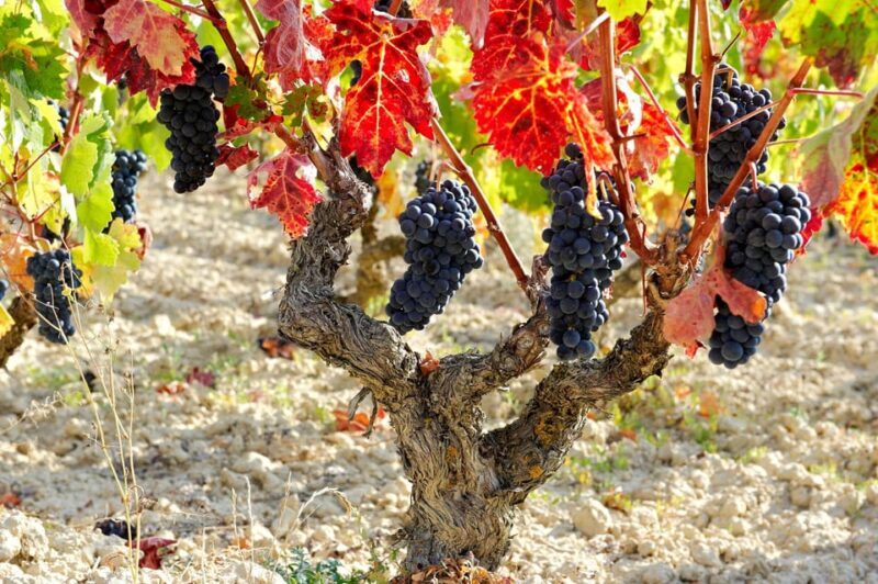 From San Sebastian/Bilbao/Vitoria: La Rioja Wineries Tour - The Experience Value