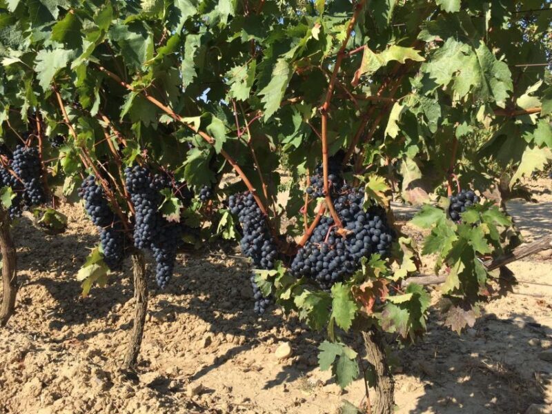 From San Sebastian/Bilbao/Vitoria: Rioja Wine Tour w/ Lunch - Setting the Scene: What to Expect from the Rioja Wine Tour