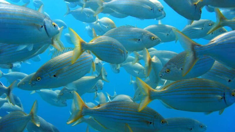 From San Teodoro: snorkeling in Tavolara and Molara - What Makes This Tour Stand Out?