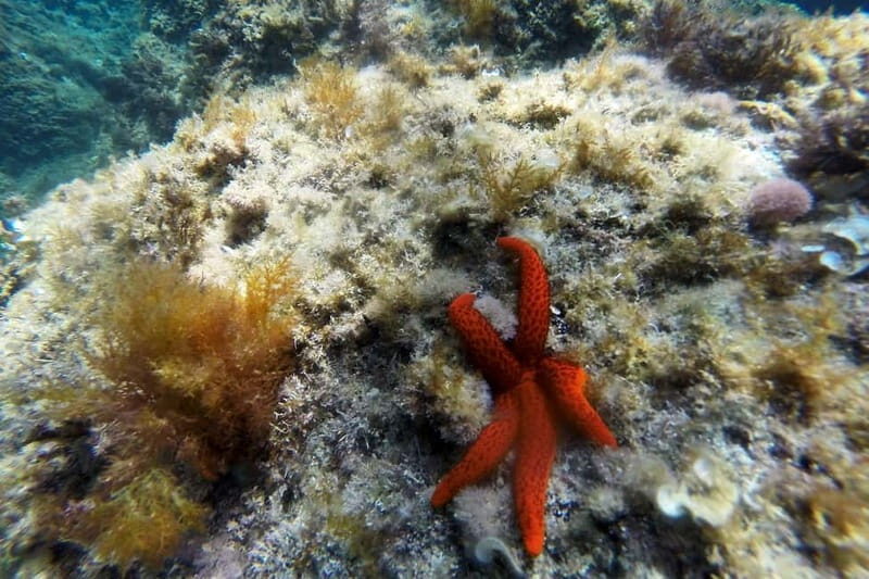 From Sant Feliu de Guíxols: Kayak and Snorkel in Costa Brava - Key Points